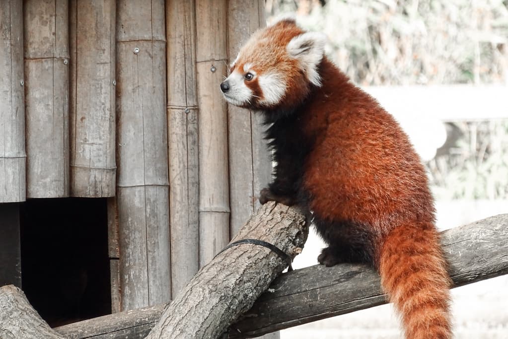 Pairi Daiza bezoeken: tips voor de beste dierentuin van Europa ...