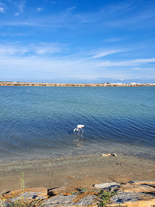 12 x wat te doen in Murcia en omgeving + bezienswaardigheden - Reisbeesten