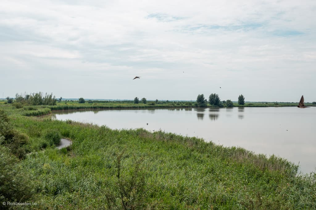 Flevoland bezienswaardigheden: mooiste natuur & wat te doen - Reisbeesten