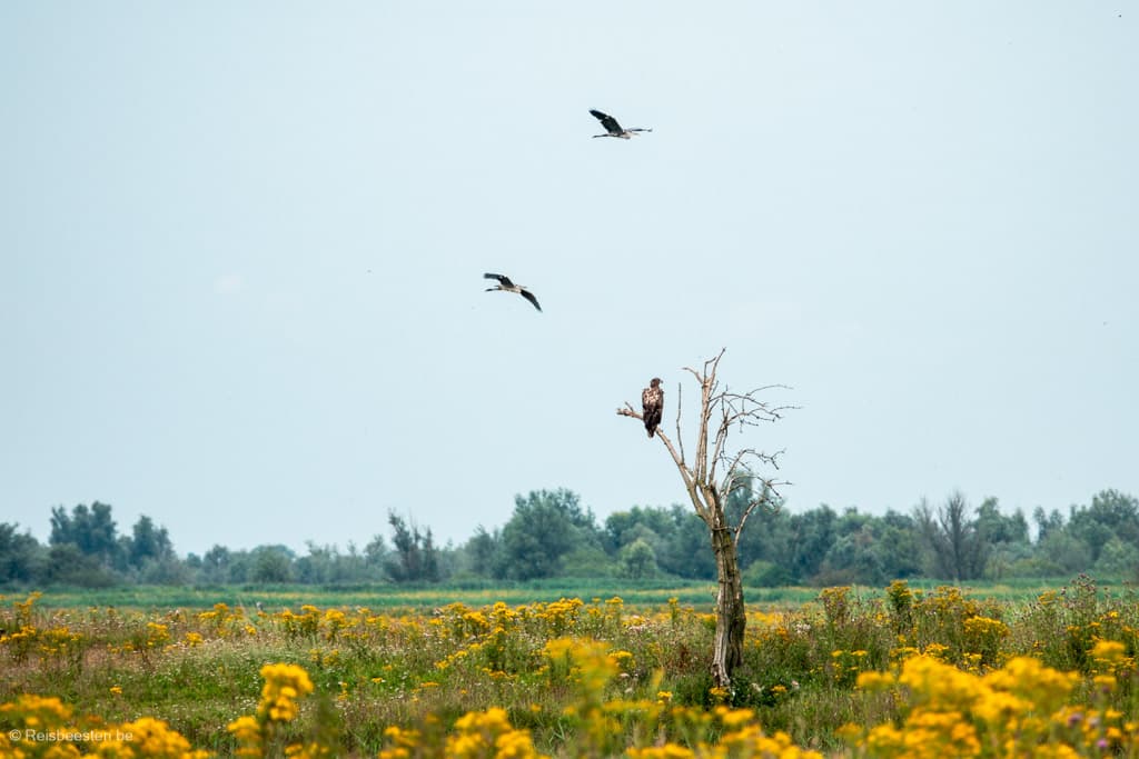 Flevoland bezienswaardigheden: mooiste natuur & wat te doen - Reisbeesten