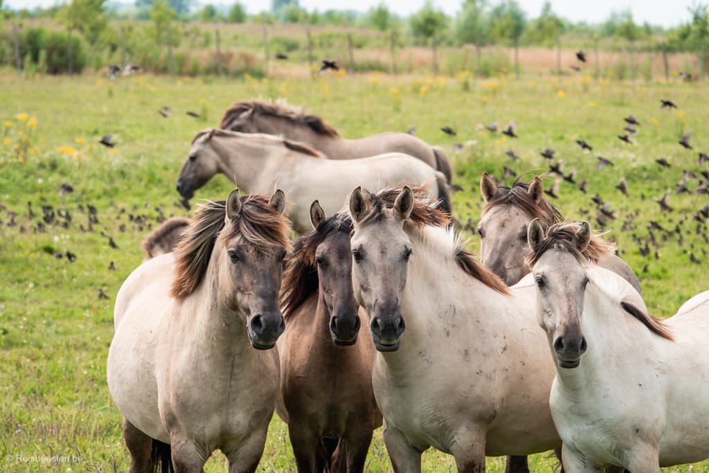 Flevoland bezienswaardigheden: mooiste natuur & wat te doen - Reisbeesten