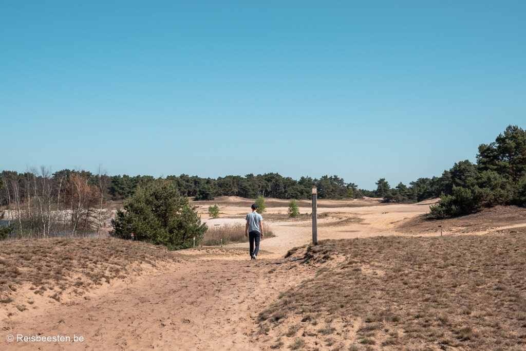 Wandelen in de Lommelse Sahara: routes + tips - Reisbeesten